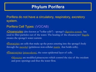 4 Porifera.pptx | Geography | Science