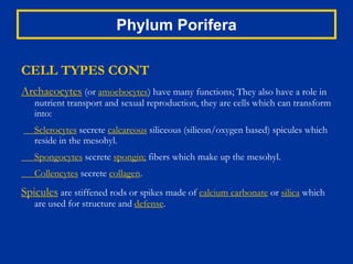 4 Porifera.pptx | Geography | Science