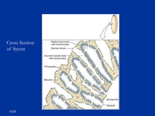 Cross Section Of Sycon