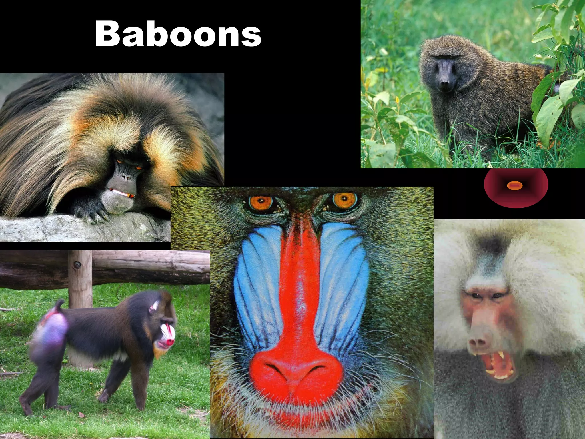 4 primate diversity i 1 l | PPT