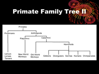 4 primate diversity i 1 l | PPT