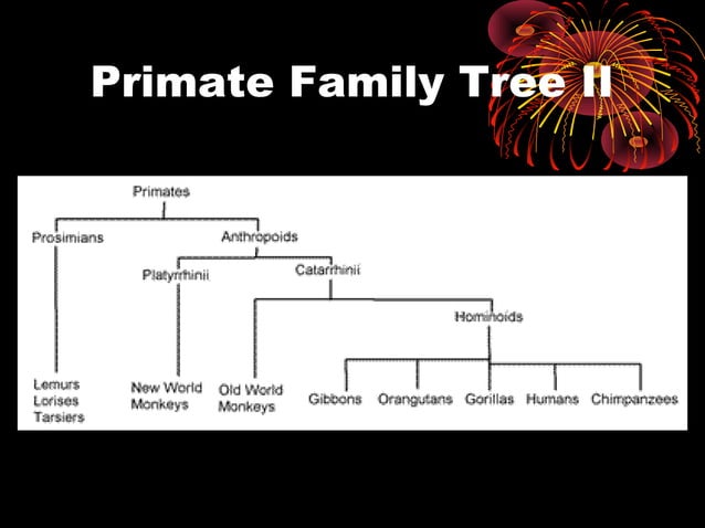 4 primate diversity i 1 l | PPT