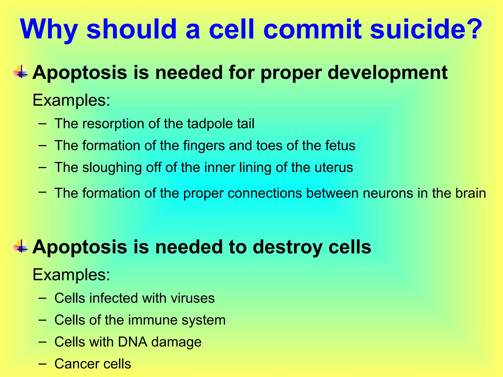 programed cell death | PPT