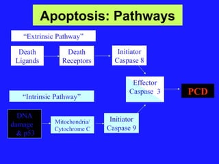 programed cell death | PPT