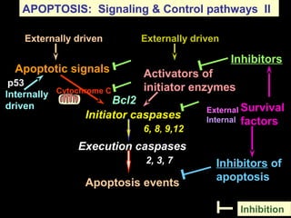 programed cell death | PPT