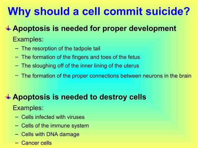 programed cell death | PPT | Biological Sciences | Science