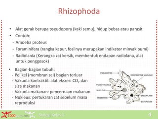 Protista | PPT