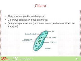 Protista | PPT
