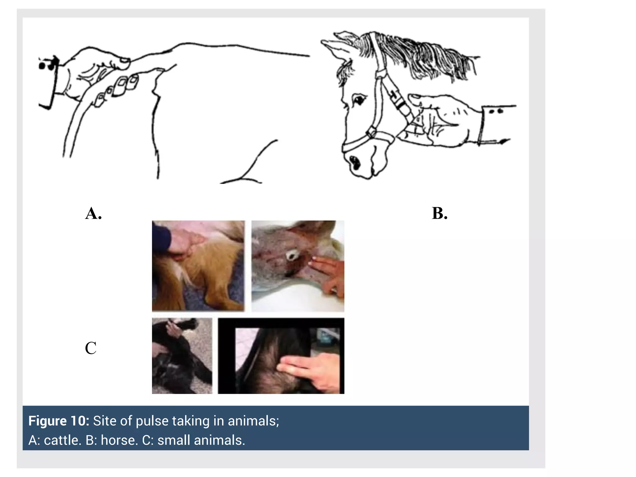 4 pulse taking | PDF