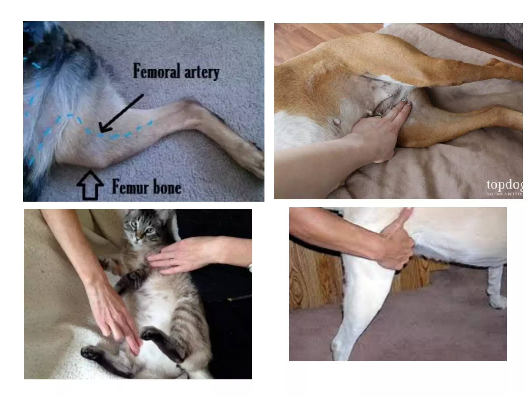 4 pulse taking | PDF