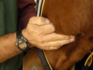 4 pulse taking | PDF