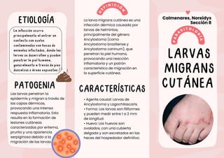 Larvas_migrans_cutanea, presentación medicina. | PDF