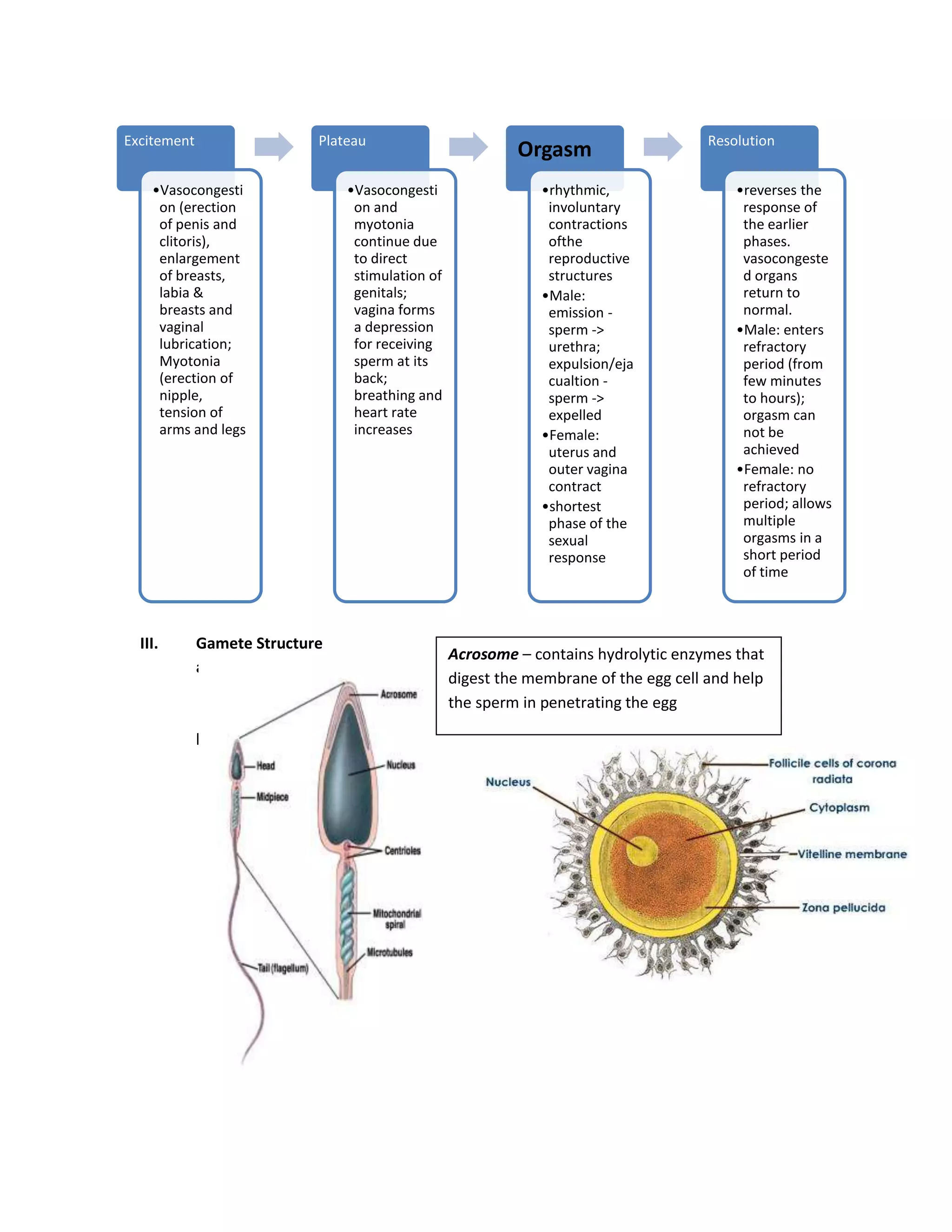 Mammalian Reproduction | DOCX