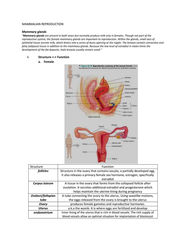 Mammalian Reproduction | PDF
