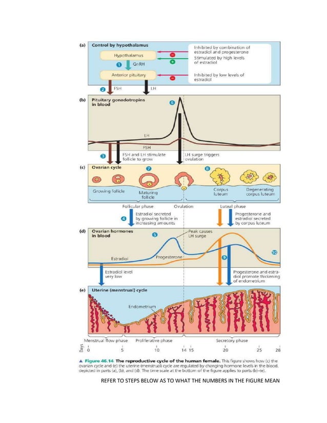 Mammalian Reproduction | PDF