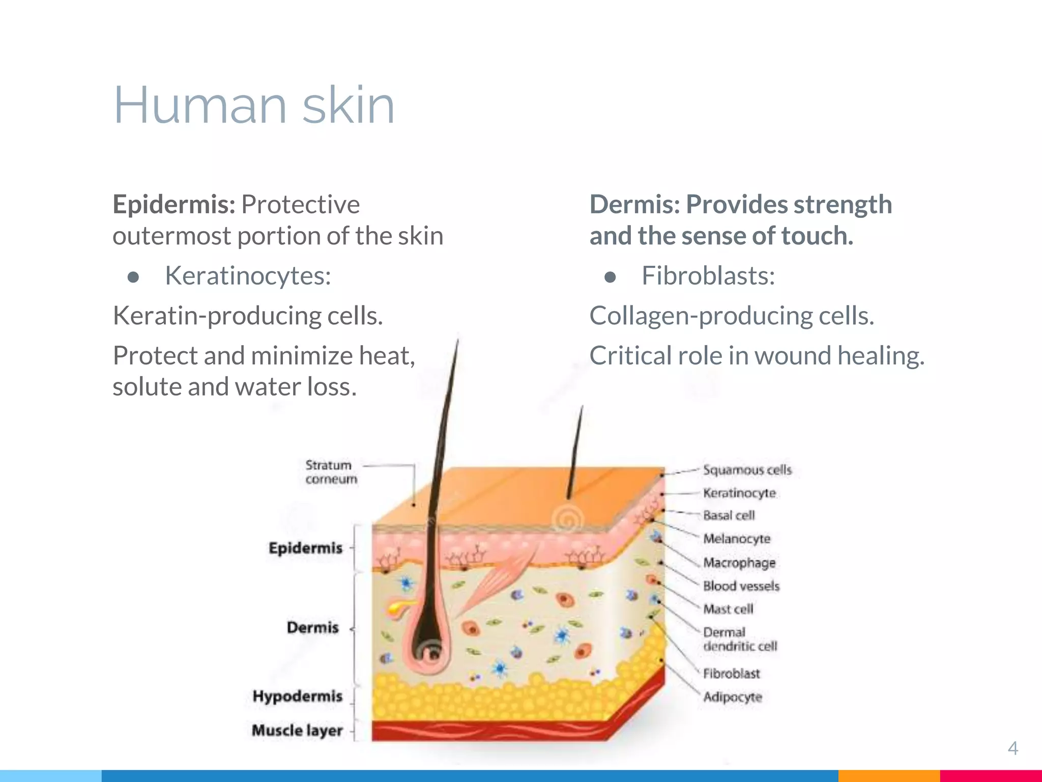 3D Bioprinting of human skin | PPTX