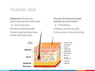 3D Bioprinting of human skin | PPTX