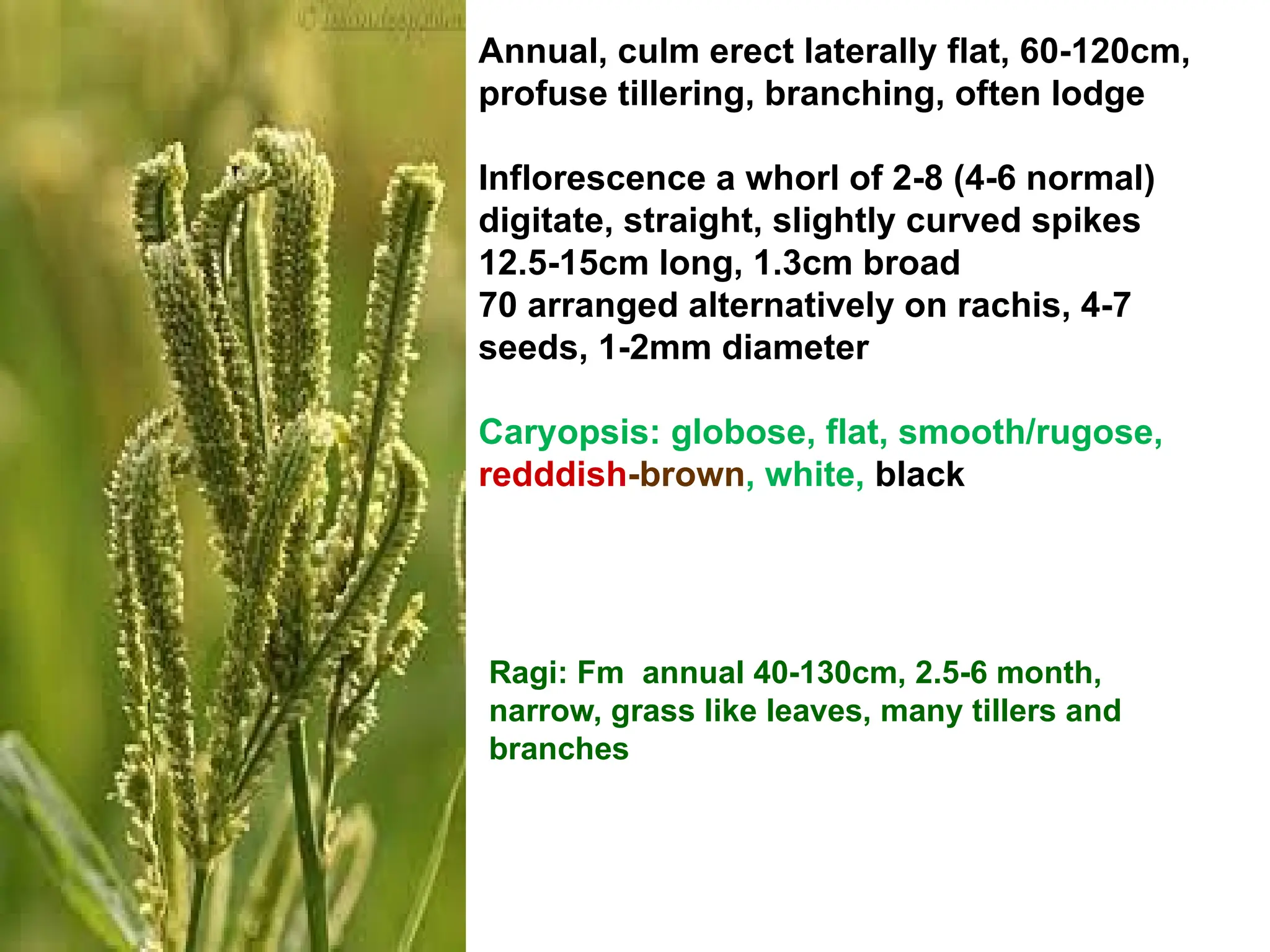 4 Ragi for plant breeding and genetics in plants | PPTX