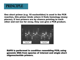 rapd marker, molecular marker by K. K SAHU Sir | PPT