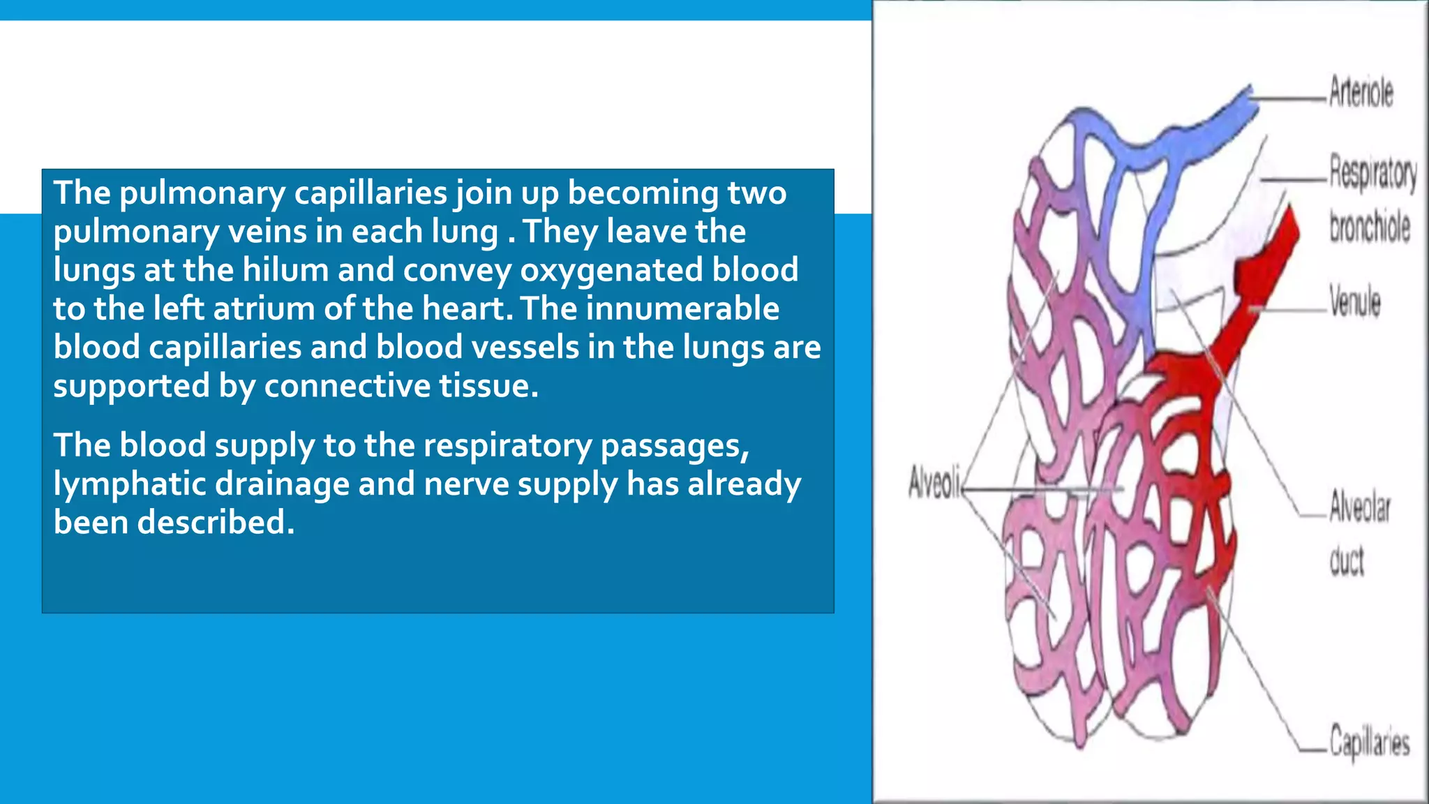 Respiratory system.ppsx | Ear, Nose and Throat Conditions | Diseases ...