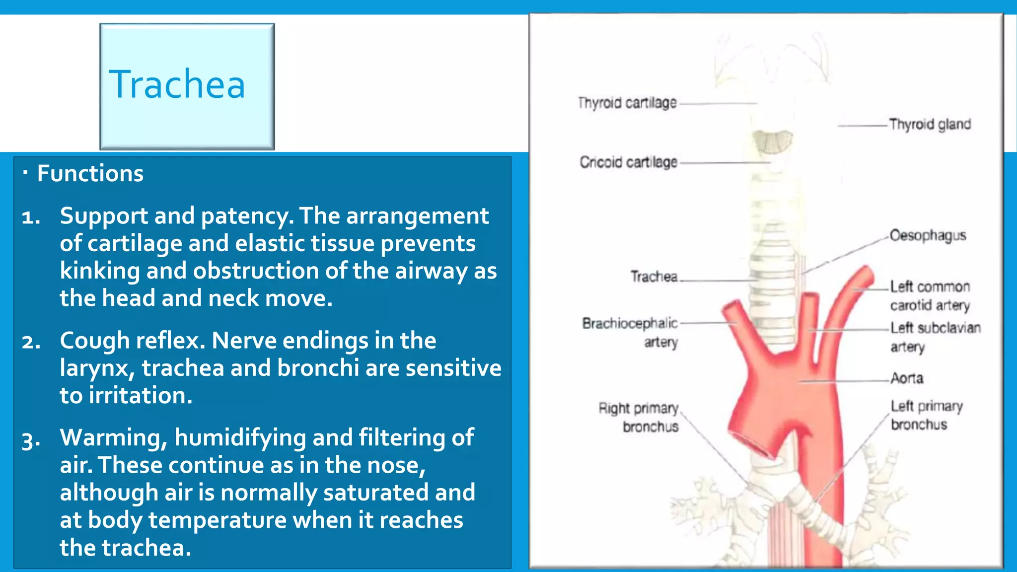 Respiratory system.ppsx | Ear, Nose and Throat Conditions | Diseases ...