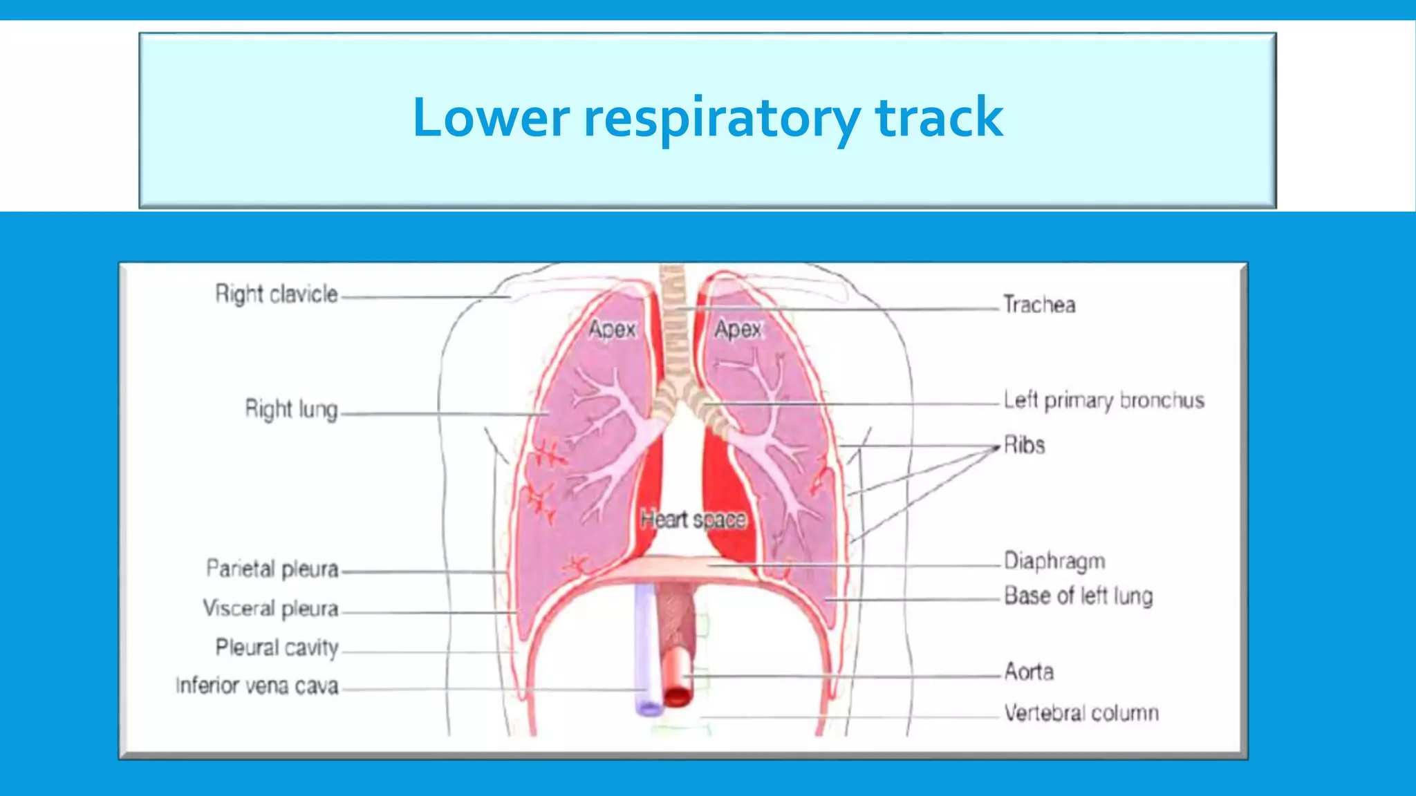 Respiratory system.ppsx | Ear, Nose and Throat Conditions | Diseases ...