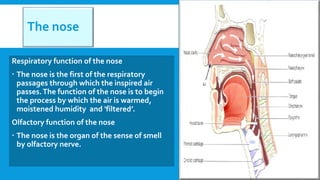 Respiratory system.ppsx | Ear, Nose and Throat Conditions | Diseases ...