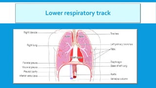 Respiratory system.ppsx | Ear, Nose and Throat Conditions | Diseases ...