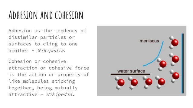 Cohesion And Adhesion Meniscus