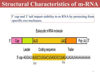 RNA- Structure and their types | PPT