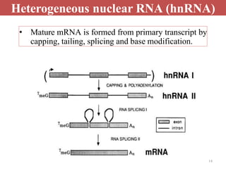 RNA- Structure and their types | PPT