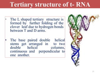 RNA- Structure and their types | PPT