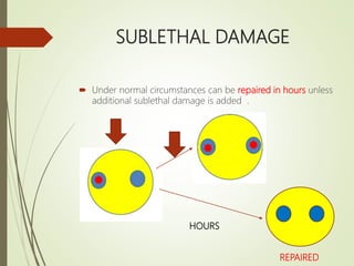4 R OF RADIOBIOLOGY.pptx