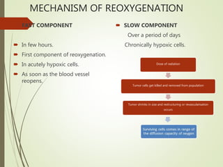 4 R OF RADIOBIOLOGY.pptx