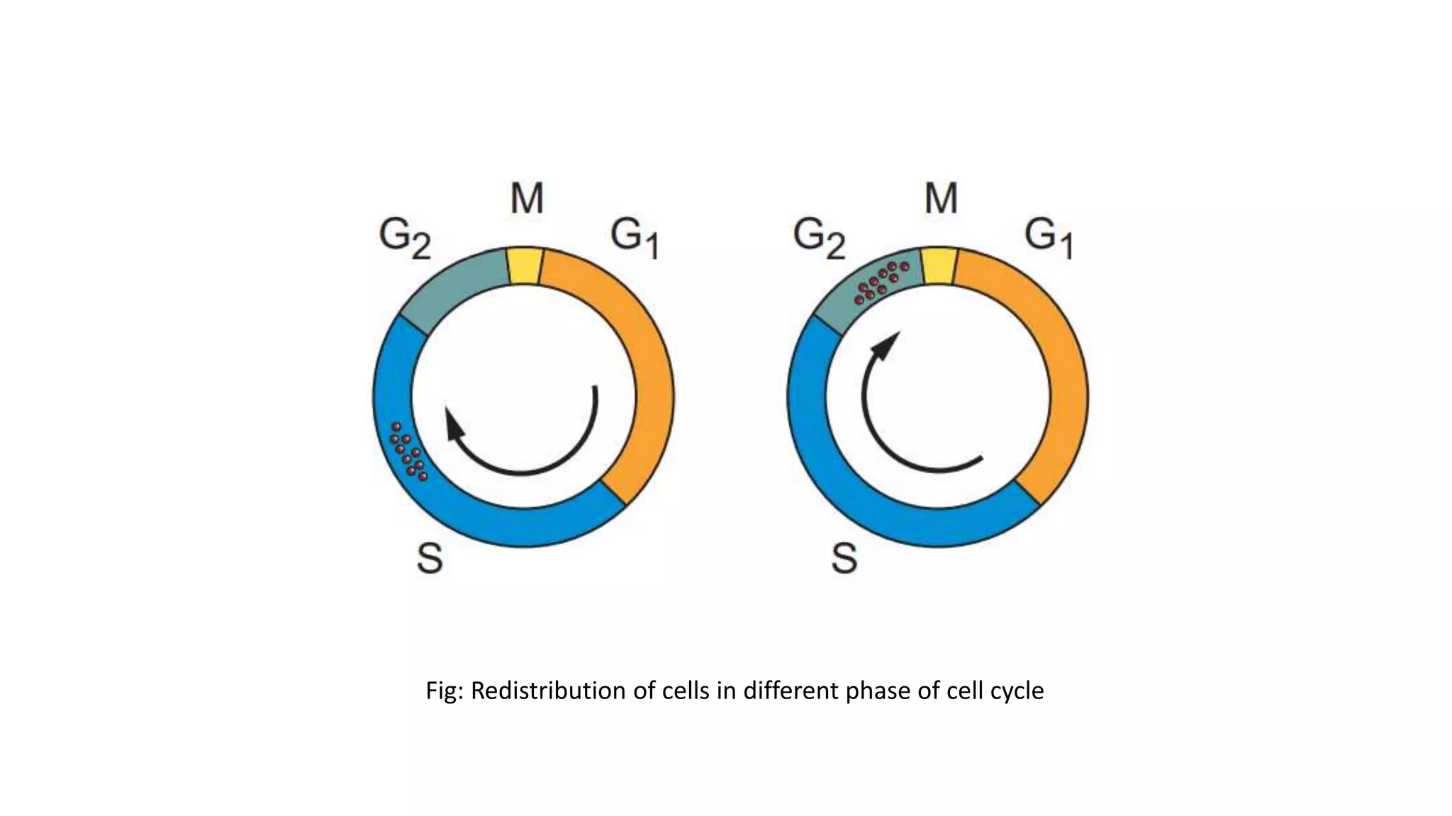4R of Radiobiology.pptx