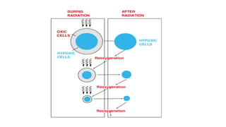 4R of Radiobiology.pptx