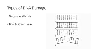4R of Radiobiology.pptx
