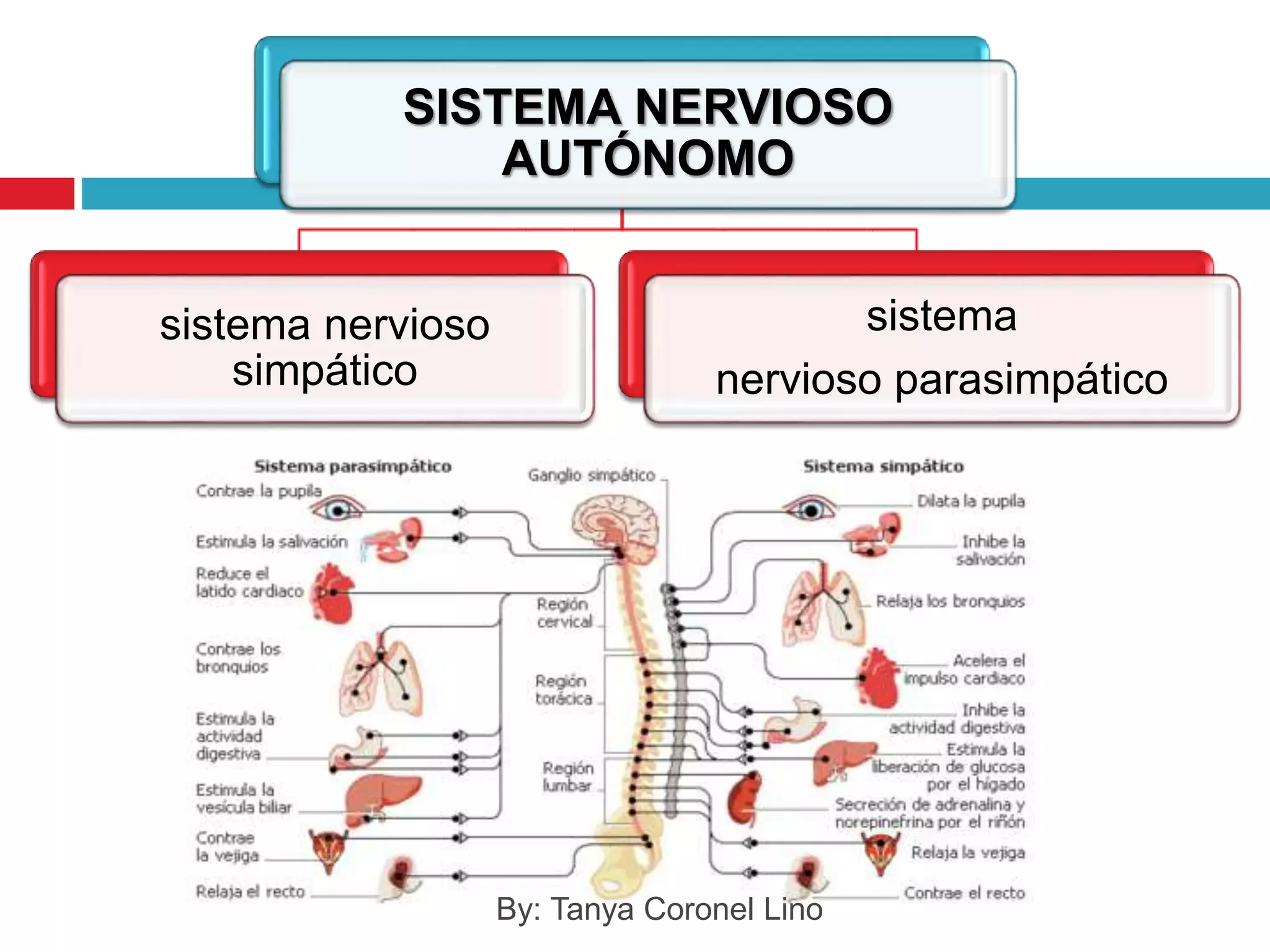 Sistema autonomo organizacion | PPT