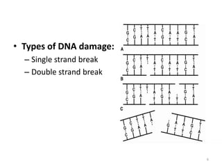 4 rs of radiobiology | PPTX