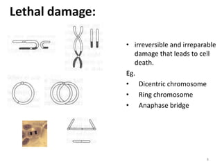 4 rs of radiobiology | PPTX