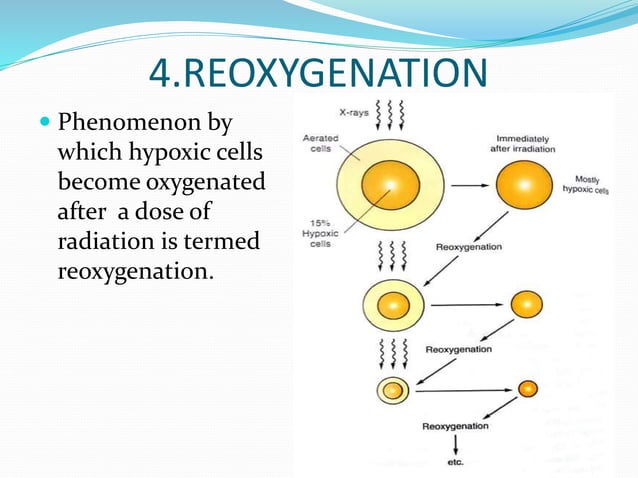 4 rs of radiobiology | PPT