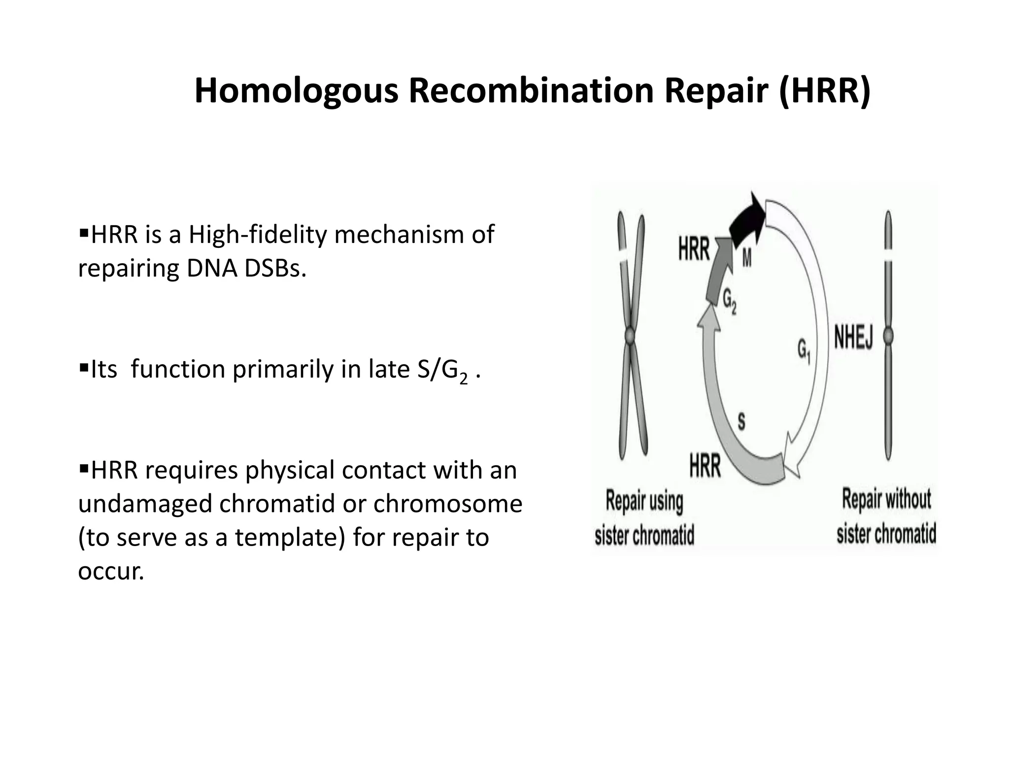 4 r's of radiobiology and dose rate effects | PPTX