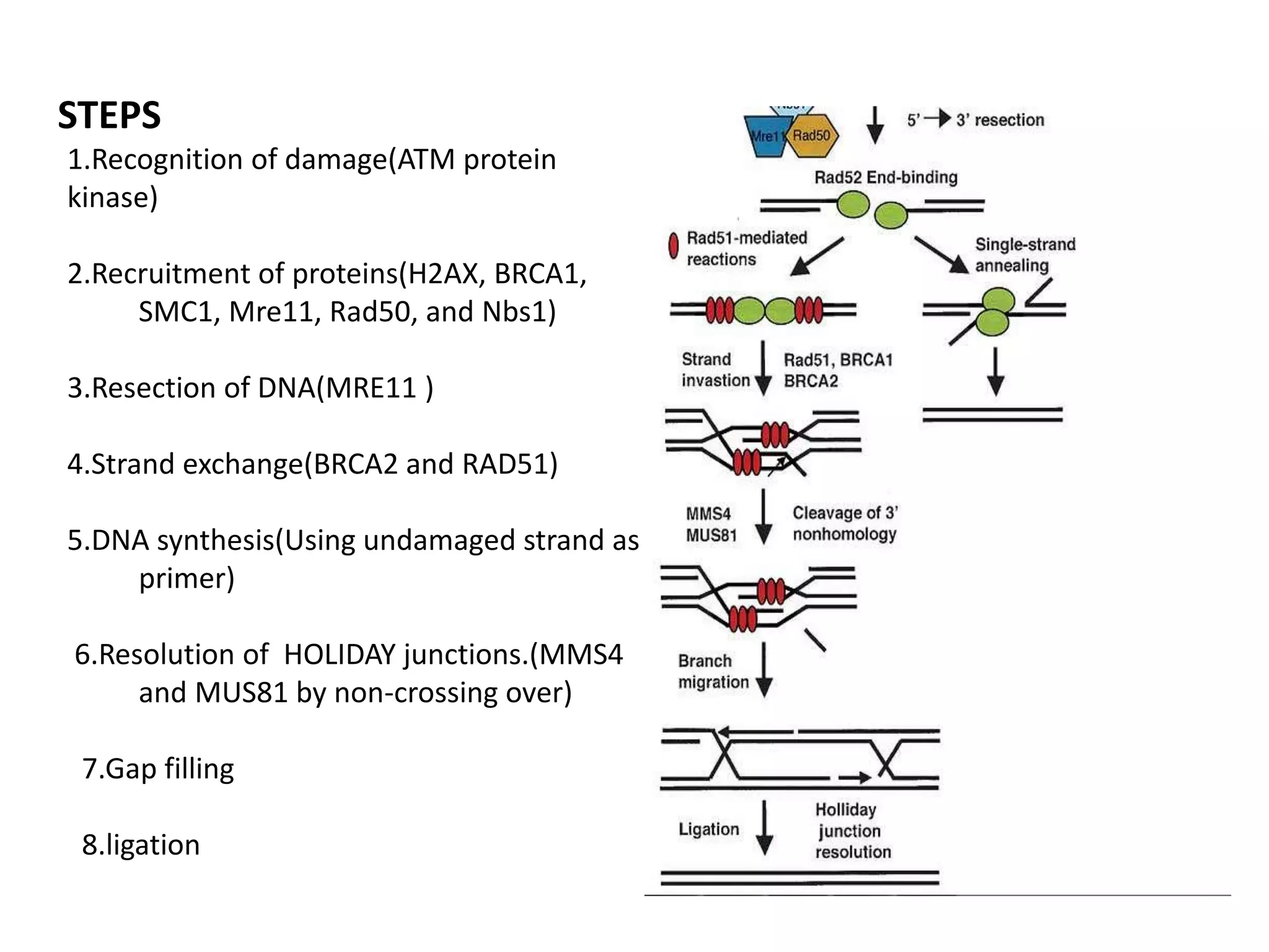 4 r's of radiobiology and dose rate effects | PPTX
