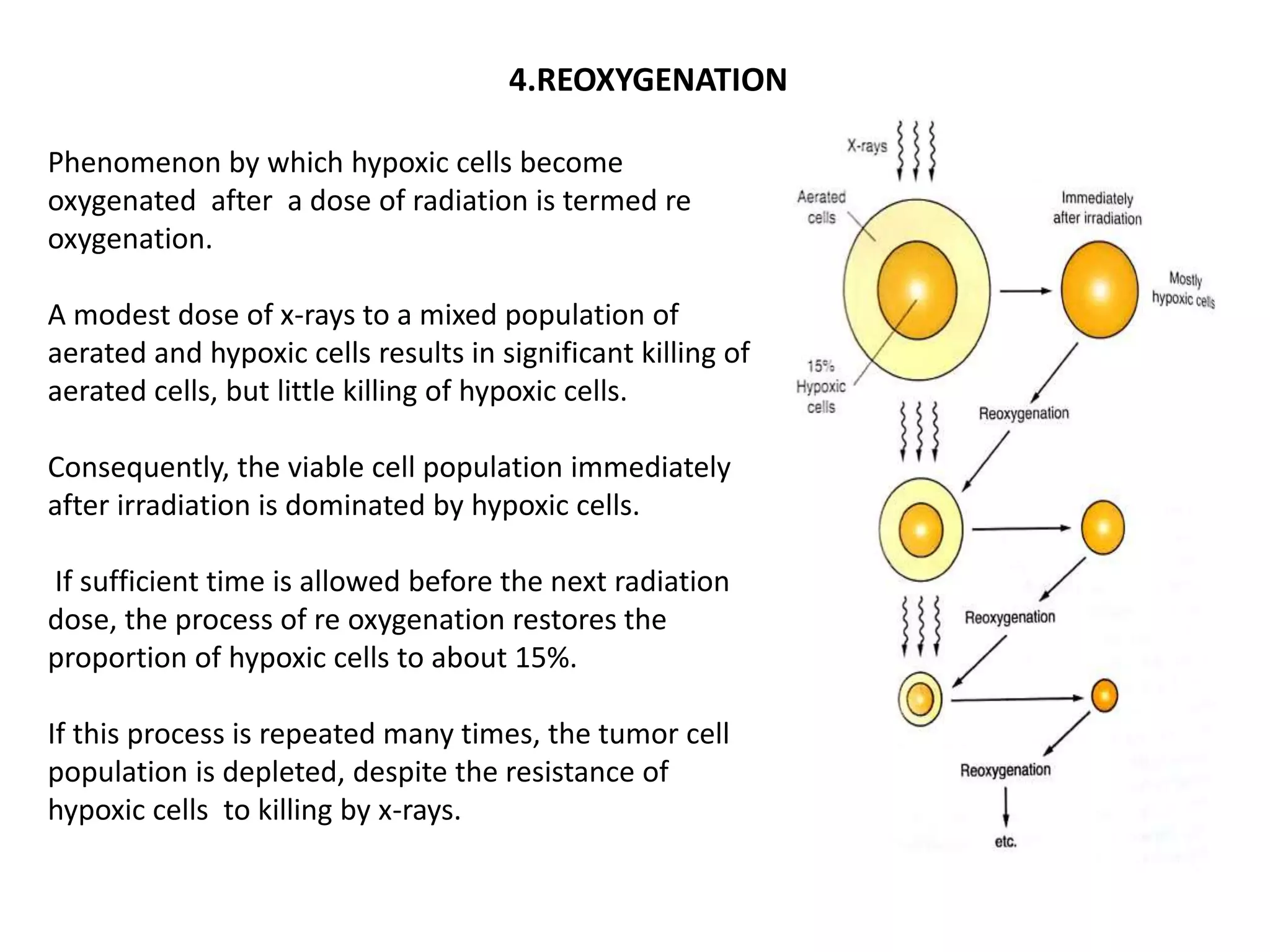 4 r's of radiobiology and dose rate effects | PPTX