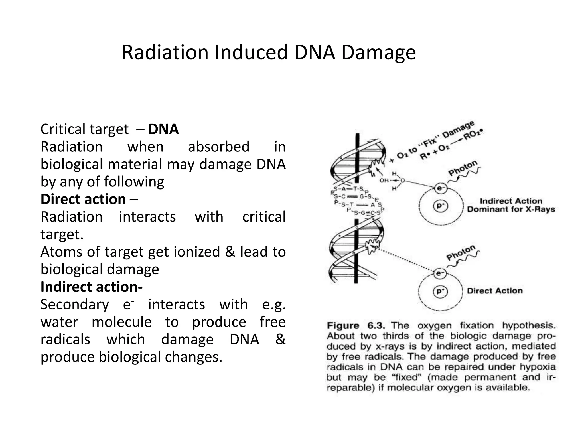4 r's of radiobiology and dose rate effects | PPTX