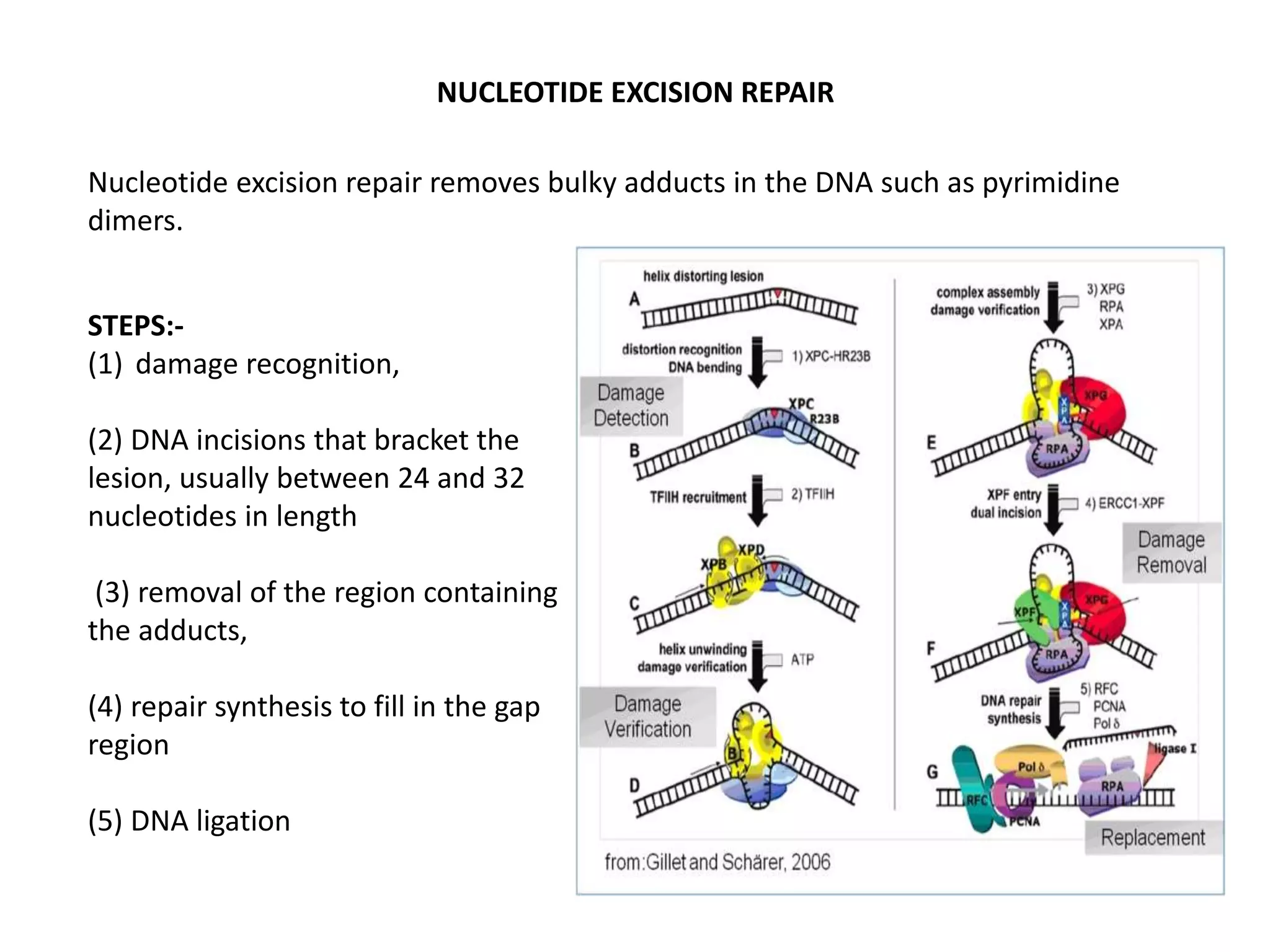 4 r's of radiobiology and dose rate effects | PPTX