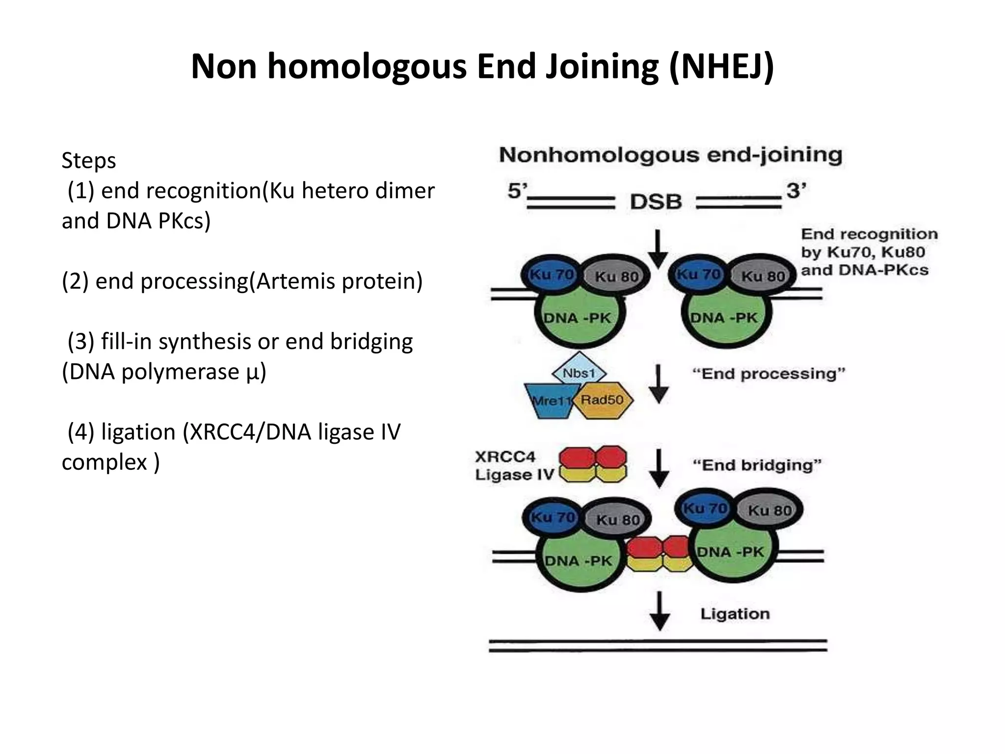 4 r's of radiobiology and dose rate effects | PPTX
