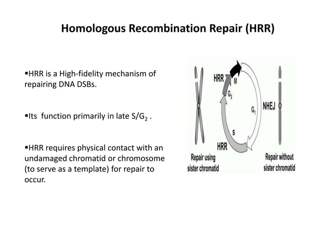4 r's of radiobiology and dose rate effects | PPTX | Cancer | Diseases ...