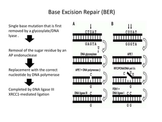 4 r's of radiobiology and dose rate effects | PPTX