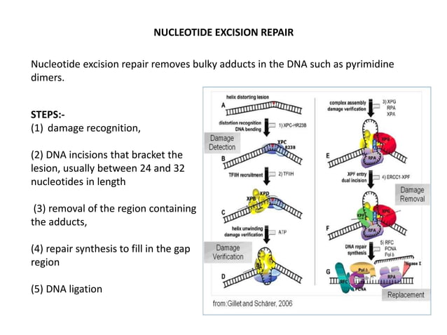 4 r's of radiobiology and dose rate effects | PPTX | Cancer | Diseases ...